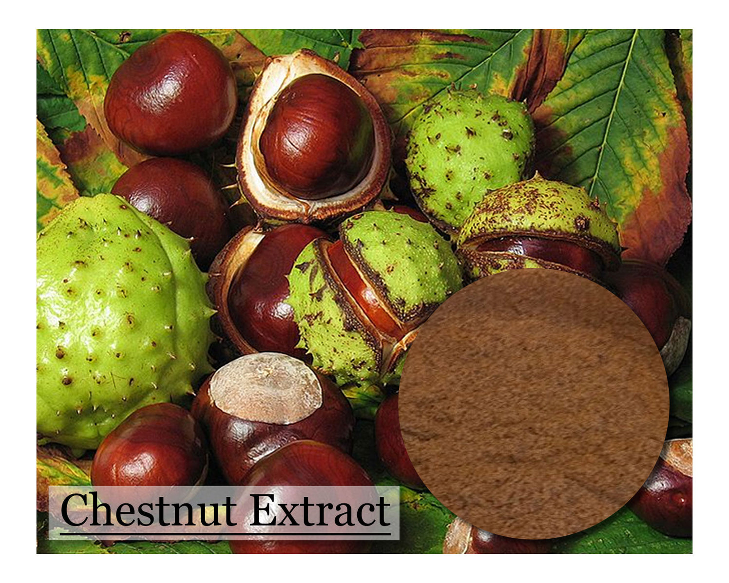 Chestnut Extract 1oz | Cupid Falls Farm